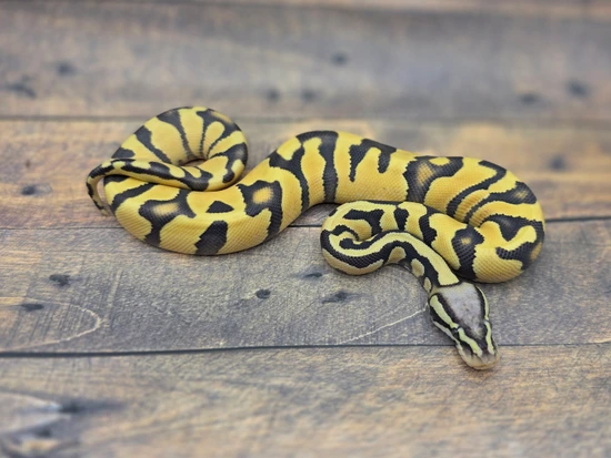 Pastel Enchi Zebra Desert Ghost Het Hypo Ball Python by Steve's Morphs