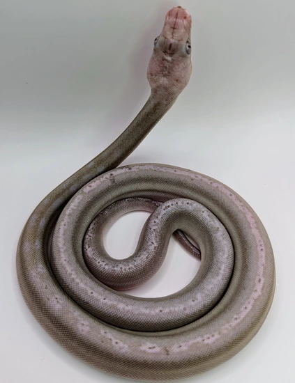 Rare Bacan Emeraldo Motley Reticulated Python by Stevo131 (and Bella)