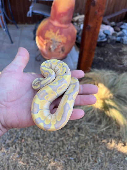Banana 66% Double Het Clown/pied Ball Python by Hub City Constrictors