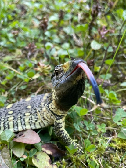Black Throat (V. A. Microstictus) Black-Throated Monitor by Black Snake ...