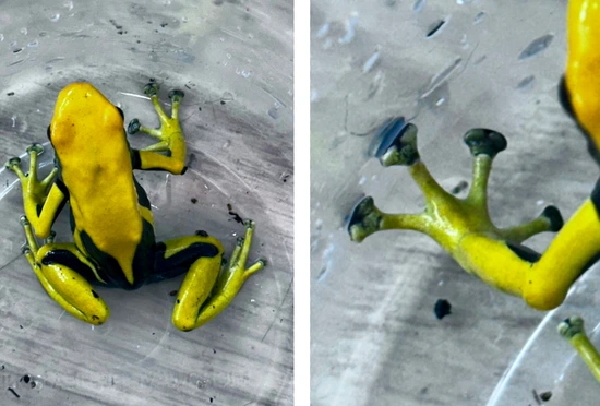 D. Tinctorius Matecho Dyeing Dart Frog by Sticky Toe Exotics