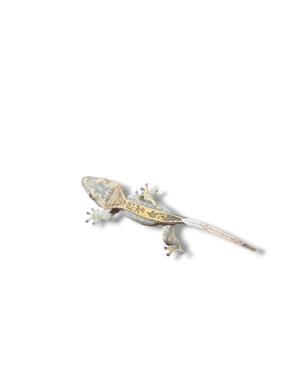 Lavender Harlequin Crested Gecko by Sticky Toes Crested Geck