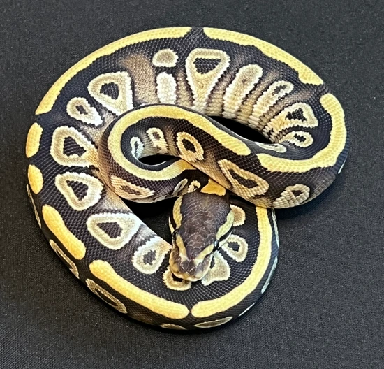 Mojave DH DG Clown Ball Python by Abe's Exotic Reptiles