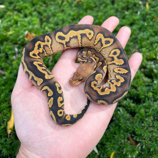 Wookie YB Clown Ball Python by Abe's Exotic Reptiles