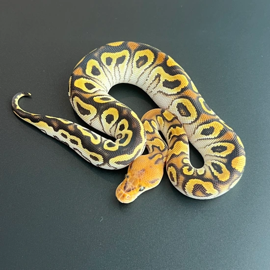 Cypress Lace (OD) Clown Ball Python by Abe's Exotic Reptiles