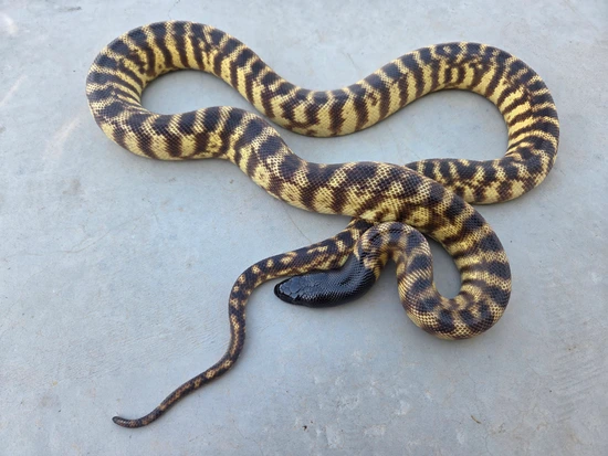 Western Black-headed Python Black-Headed Python by Arizona Aspidites