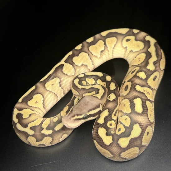 Lesser Pastel 50% Dh DG/Clown Ball Python by Drumboa