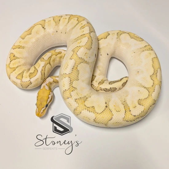 ADULT Pastel Lace YB Bamboo Ball Python by Stoney's Serpents