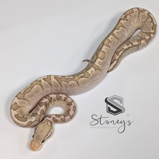 Lace Super Pastel Bamboo Ball Python by Stoney's Serpents