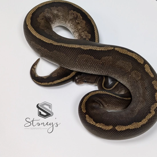 ADULT Black Razor Ball Python by Stoney's Serpents