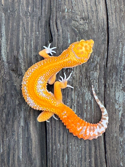 Red Diamond (F) Leopard Gecko by StoneAge Exotics