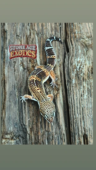 Black Night 100% Murphy Patternless Leopard Gecko by Stoneage Exotics