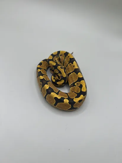 Fire Ball Python by StoneAge Ball Pythons