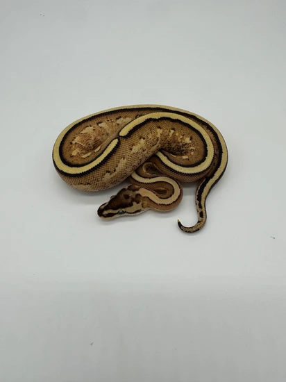Superstripe/Super Spector Ball Python by R and C Reptiles