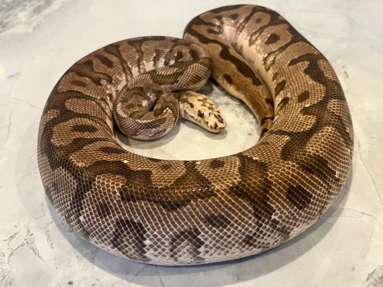 Orange Dream Fire Spotnose Clown Ball Python by Str8Fire Reptiles
