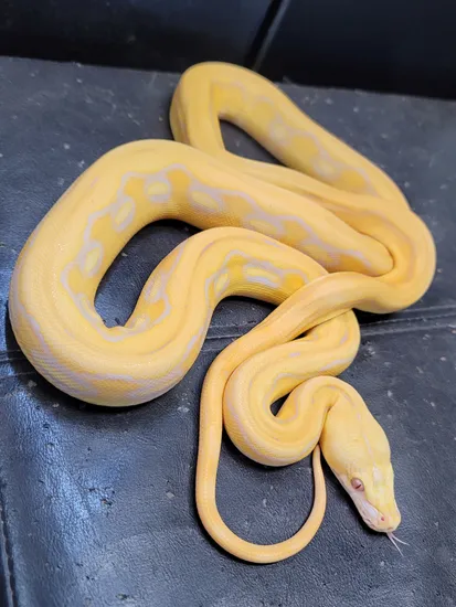 Lavender Sun Tiger Reticulated Python by Reptilian Exotics