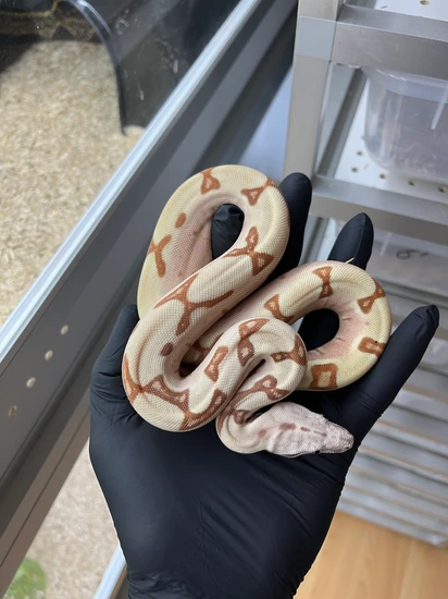 0.1 Mandarin Belly Hypo Labyrinth * Hamm December Boa Constrictor by ...