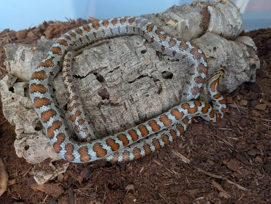 CB22 Leopard Rat Snake Other Rat Snake by Strictly Snakes