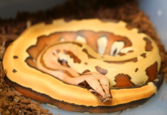 VPI Stripe (Poss Superstripe) Goldeneye Cherrybomb Het T+ Blood Python ...