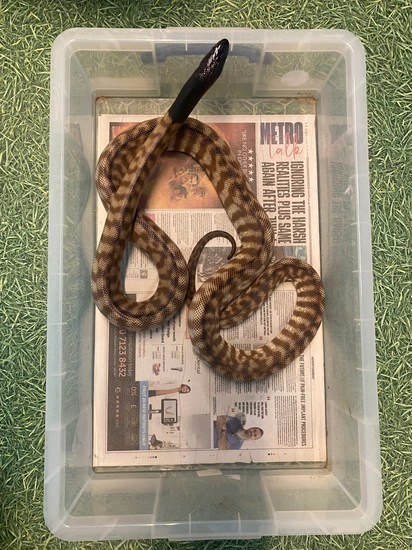 Male 2020 Black-Headed Python by StuartMarquisReptiles