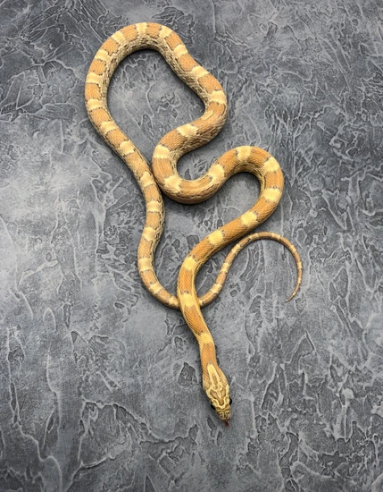 Honey Het Diffuse, Hypo Corn Snake by Studio Cold Blood