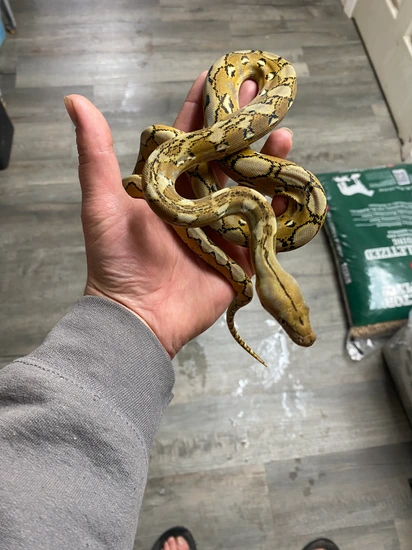 Phantom Het Mocha Reticulated Python by Ohio Pet Depot