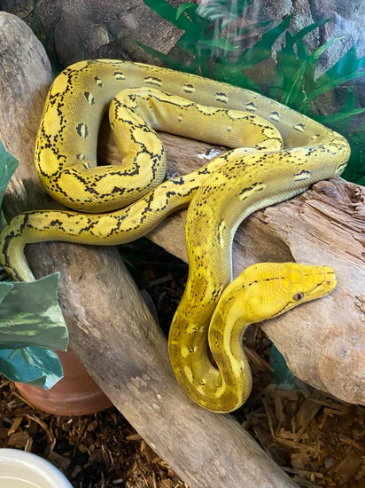 Platinum Phantom Reticulated Python by Ohio Pet Depot