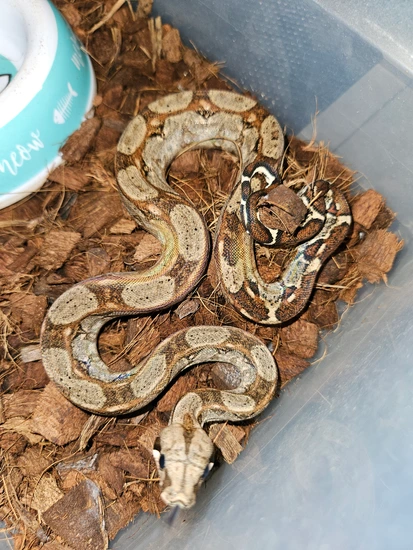Twenty Twenty Four Normal Pattern, The Central American Boa Boa ...
