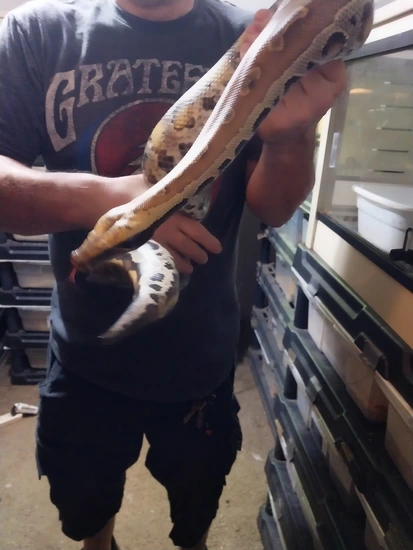 Three Year Old Female Blood Python Golden Eye by Robert & Son Reptiles
