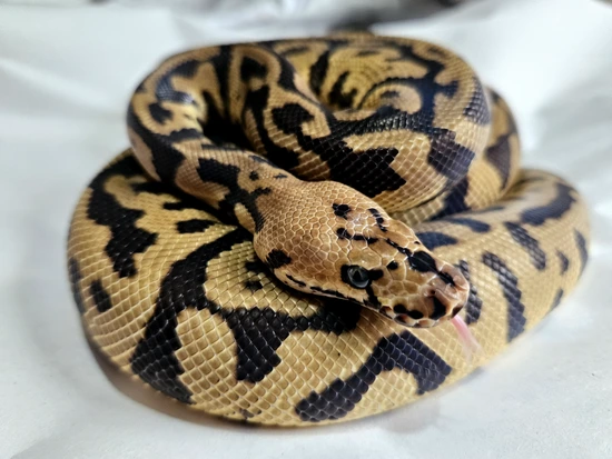 Spotnose Confusion Clown Ball Python by Stu's-ball-pythons
