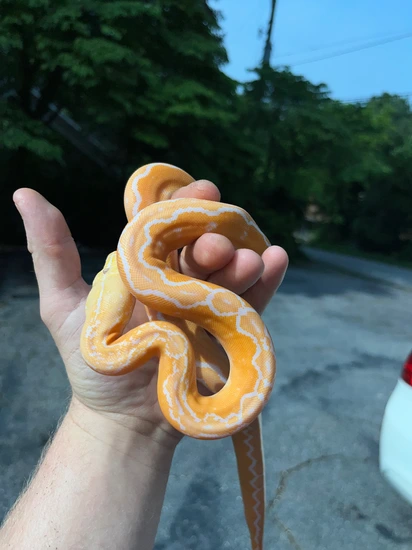 Albino Sunfire Motley 66% Het Ocelot Reticulated Python by NoShoulders ...