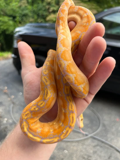 Platinum Purple Phantom Pos Het Snow Reticulated Python by NoShoulders ...