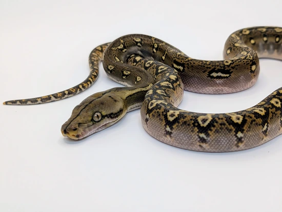 Phantom 100% DH Ocelot Purple Reticulated Python by NoShoulders ...