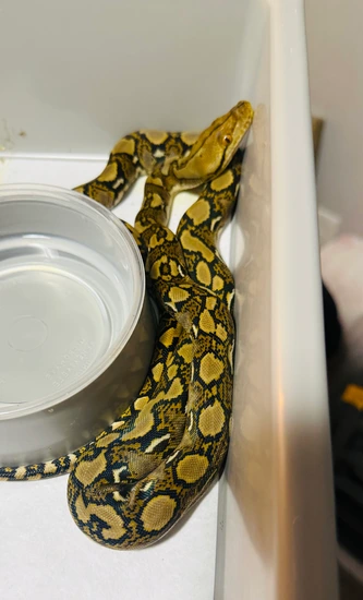 100% DH Purple Ocelot Reticulated Python by NoShoulders Reticulated Pythons