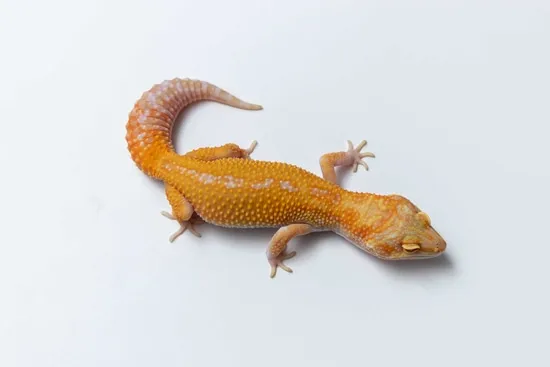 Atomic G Tremper Albino Leopard Gecko by Suburban Geckos LLC