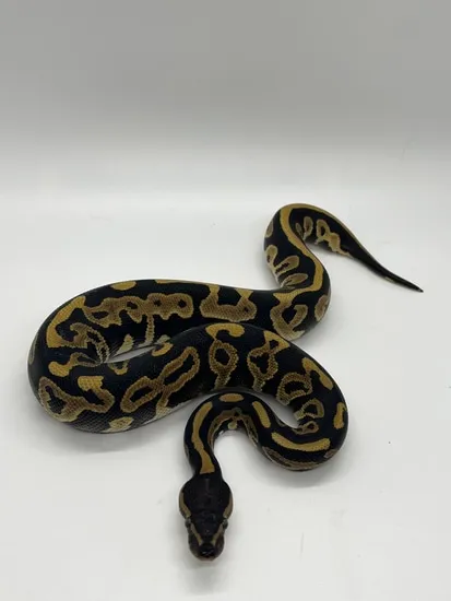 Leopard Mystic Ball Python by Suddenly Snakes