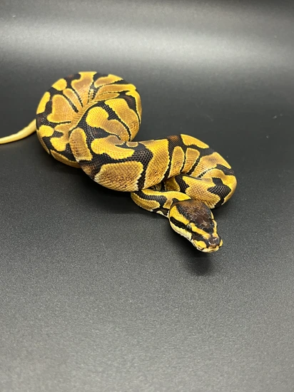 Enchi Ball Python by Suddenly Snakes