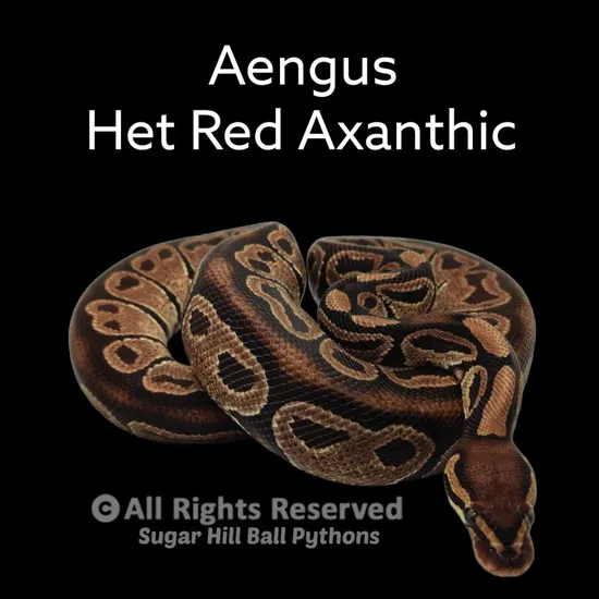 Het Red Axanthic RTB Male ** FREE SHIPPING ** Ball Python by Sugar Hill ...