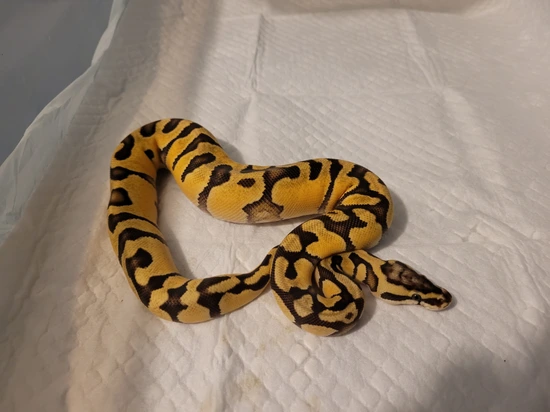 Pastel Vanilla Enchi Ball Python by Sugar Hill Ball Pythons