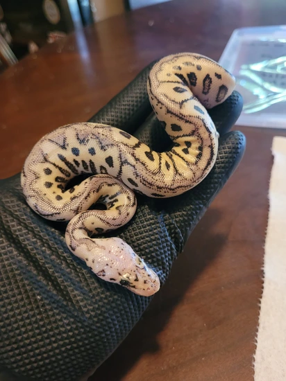 Firefly Red Stripe Spotnose Clown Ball Python by Sugar Hill Ball Pythons
