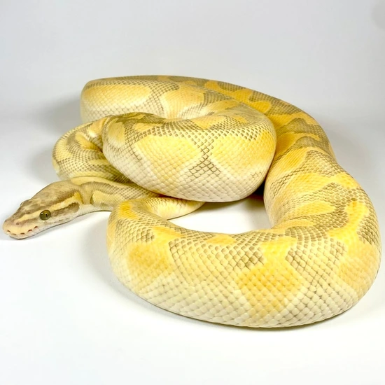 Pastel Butter Enchi Hypo Ball Python by Sugar Hill Ball Pythons