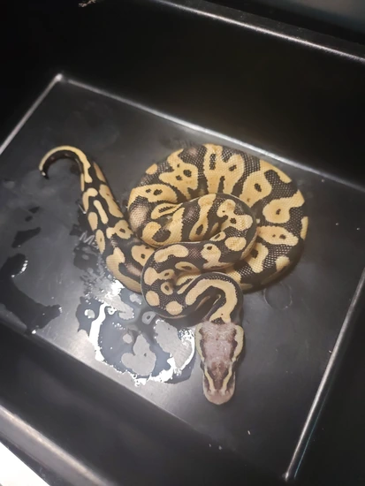 Pastel Desert Ghost Ball Python by Sugar Hill Ball Pythons