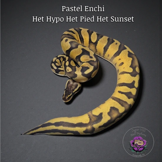 Pastel Enchi Het Hypo Het Pied Het Sunset Ball Python by Sugar Hill ...