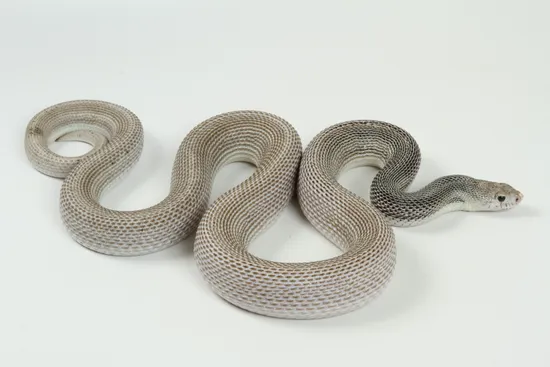 Axanthic (B) Patternless Bullsnake by Summer's Snakes
