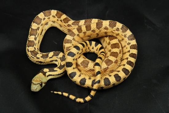 Blonde Great Basin (Phelan Locale) Gopher Snake by Summer's Snakes