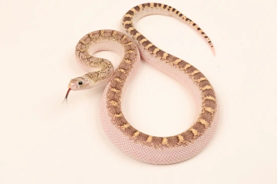Whiteside Het Axanthic 66% PH Patternless Bullsnake by Summer's Snakes