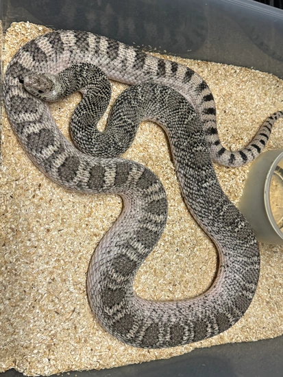 Whiteside Triple Het Albino Patternless Hypo (Stillwater) 50% PH ...