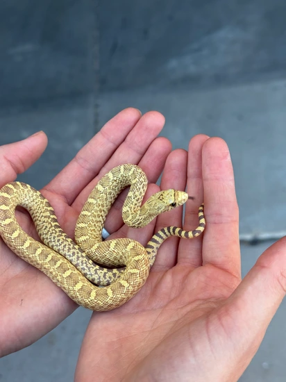 Hypo (T) 66% PH Whiteside Axanthic (B) Albino Bullsnake by Summer's Snakes