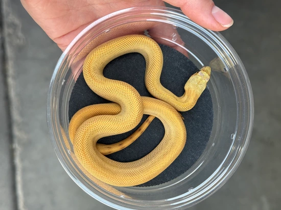 Hypo (T) Patternless DH Axanthic (B) 50% PH Whiteside Albino Bullsnake ...