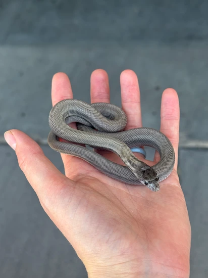 Axanthic Pos Ghost (T/B) Patternless Het Whiteside 50% PH Albino ...